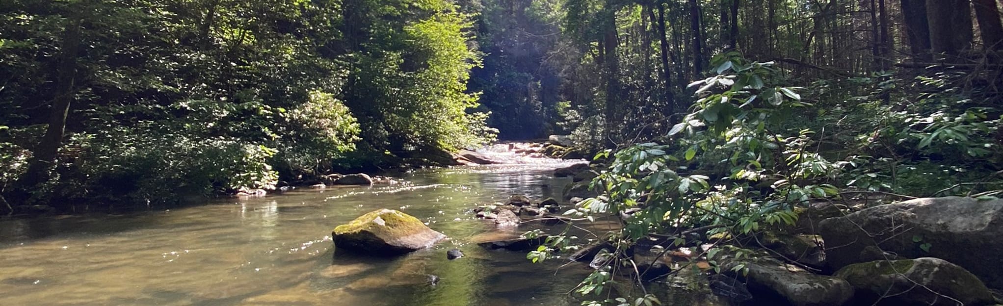 Jacks River Loop with Spur to Falls, Georgia - 102 Reviews, Map | AllTrails