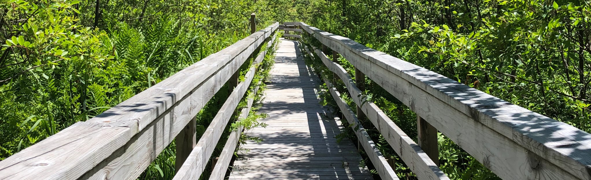 Loda Lake Wildflower Sanctuary Trail, Michigan - 97 Reviews, Map ...