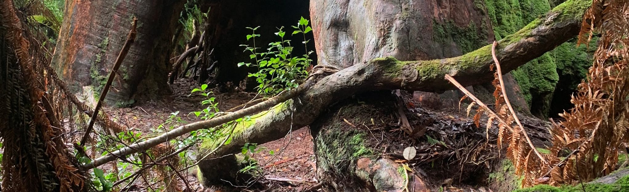 Blue Tier Big Tree Loop: 38 Reviews, Map - Tasmania, Australia | AllTrails