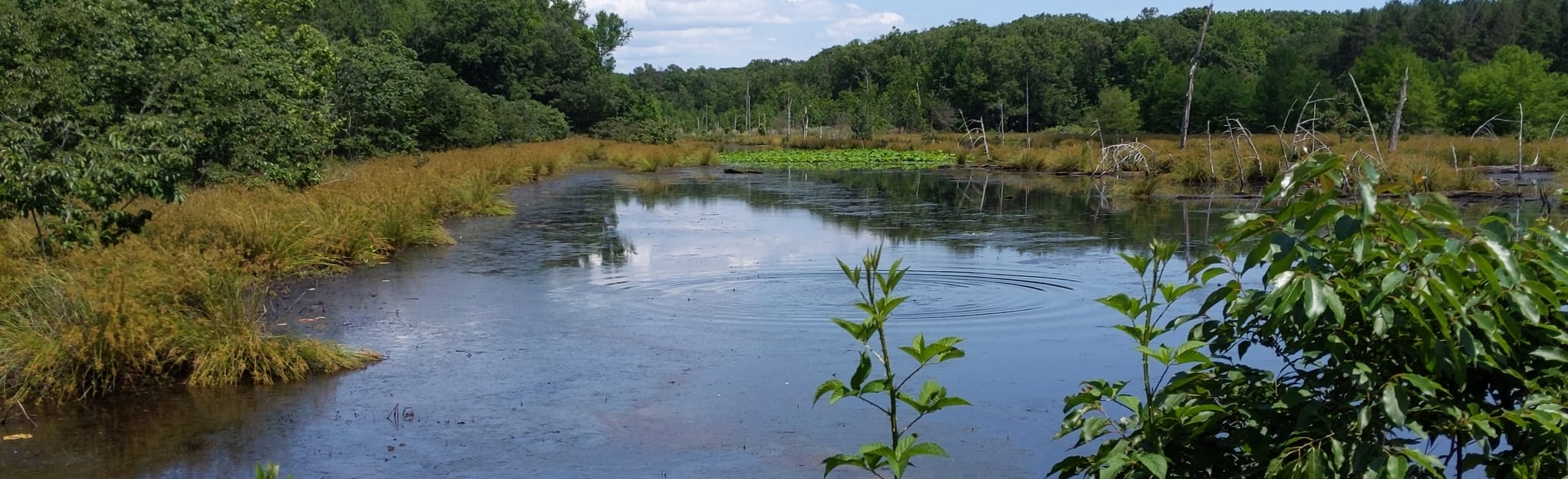 Jones Pond Loop: 8 Reviews, Map - Virginia | AllTrails