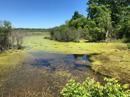 Best Hikes and Trails in Volo Bog State Natural Area | AllTrails
