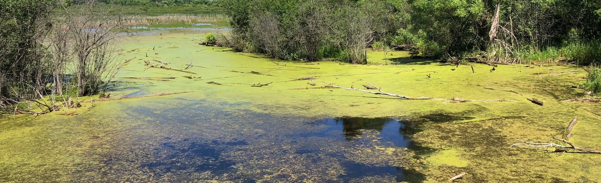 Volo Bog Interpretive Trail, Illinois - 522 Reviews, Map | AllTrails