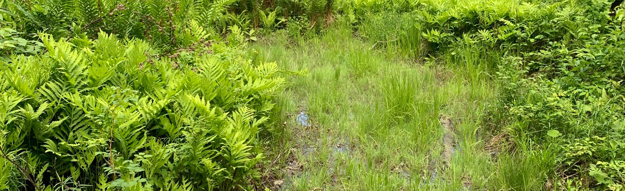 Sages Ravine via Northwest Road: 189 Reviews, Map - Massachusetts ...