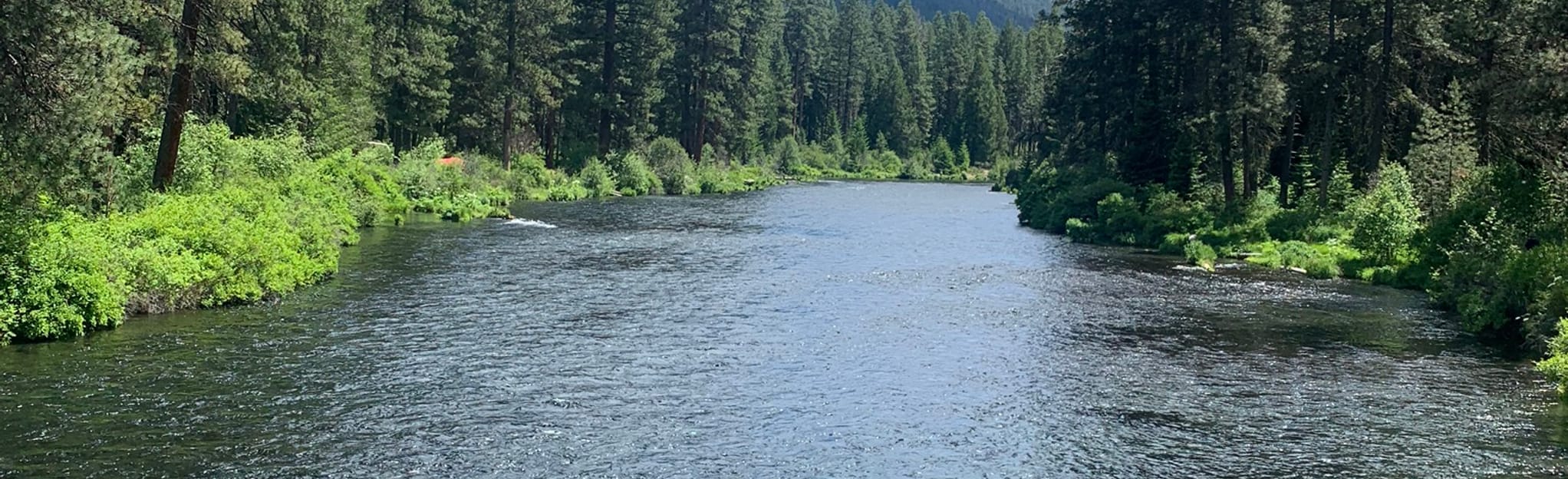 West Metolius River Trail, Oregon - 567 Reviews, Map | AllTrails