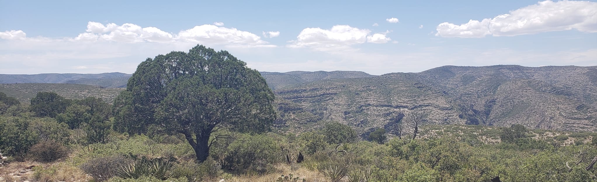 Yucca Canyon to Guadalupe Ridge Trail [CLOSED]: 2 Reviews, Map - New ...