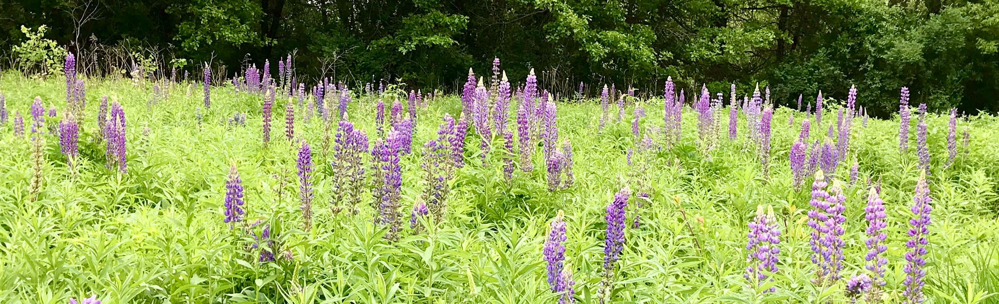 Valley View Preserve Loop, Wisconsin - 113 Reviews, Map | AllTrails