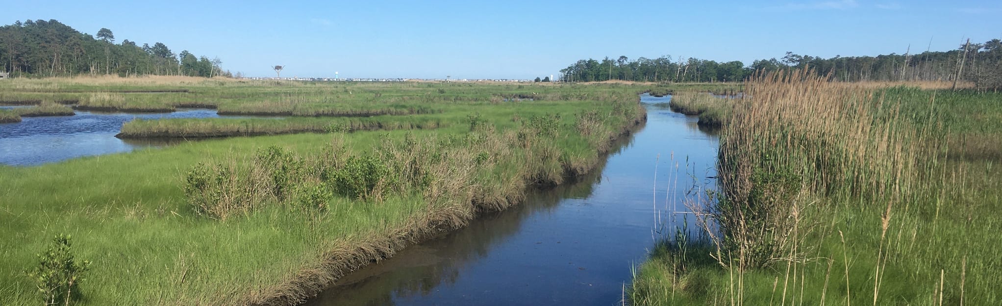 Cattus Island Main Trail and Hidden Beach Trail Loop: 435 Fotos - New ...
