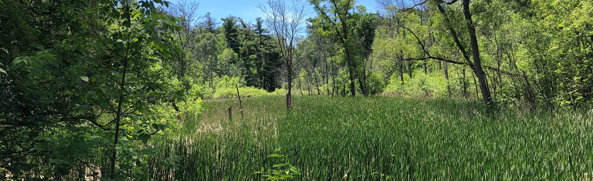 Rattray Marsh Loop: 661 foto - Ontario, Canada | AllTrails