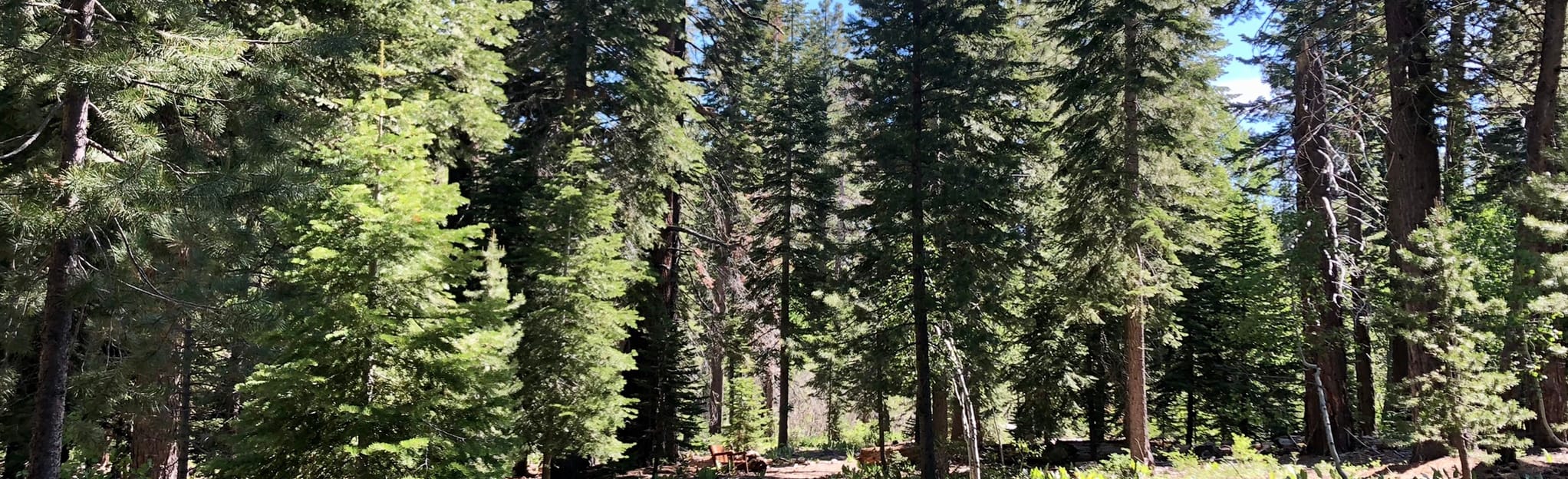 West Martis Creek Trail, California - 106 Reviews, Map | AllTrails