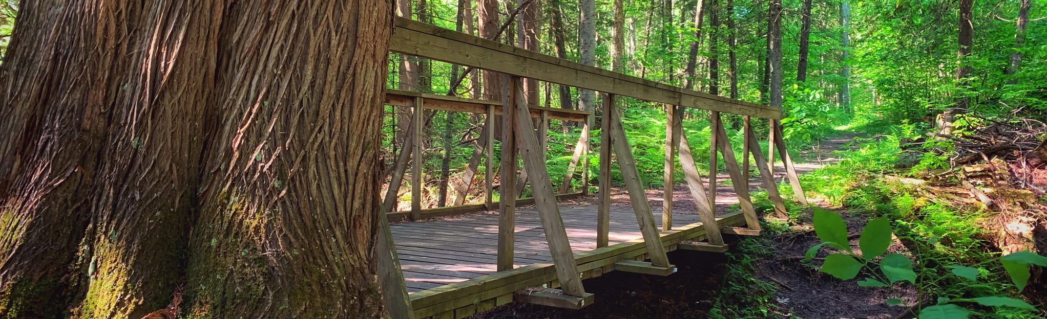 Springwater Provincial Park Loop Trail: 246 foto's - Ontario, Canada ...