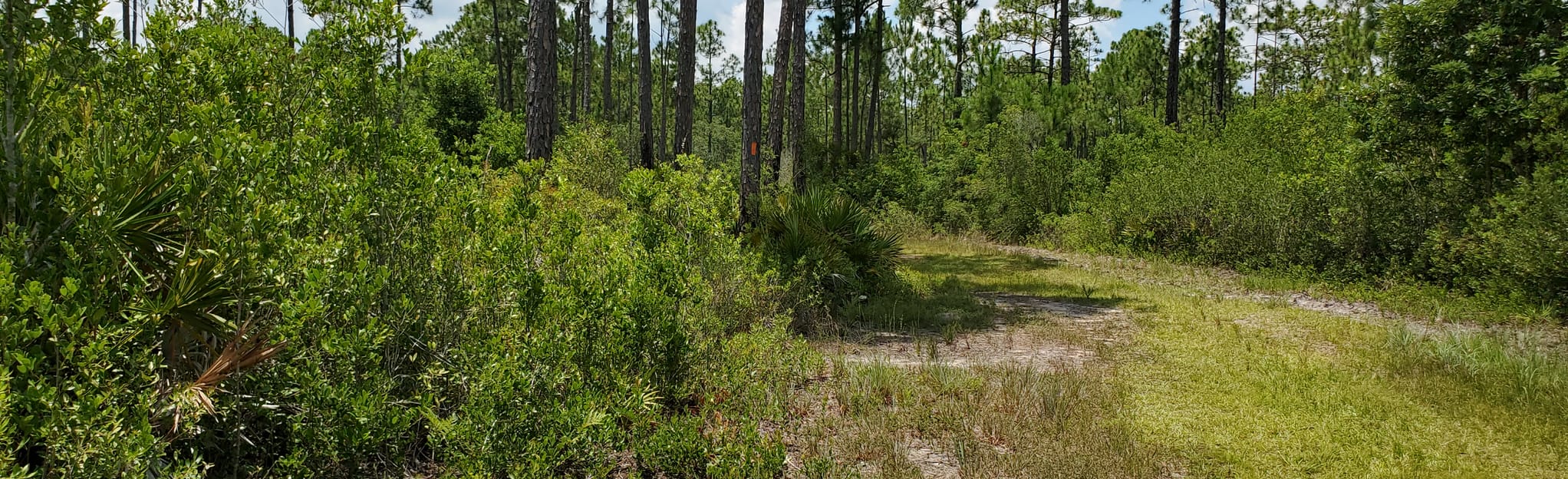 Wet Prairie Trail: 27 Reviews, Map - Florida | AllTrails