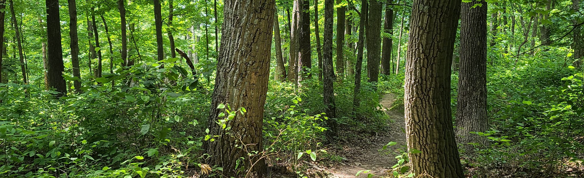 Bobcat Loop, Indiana - 185 Reviews, Map | AllTrails
