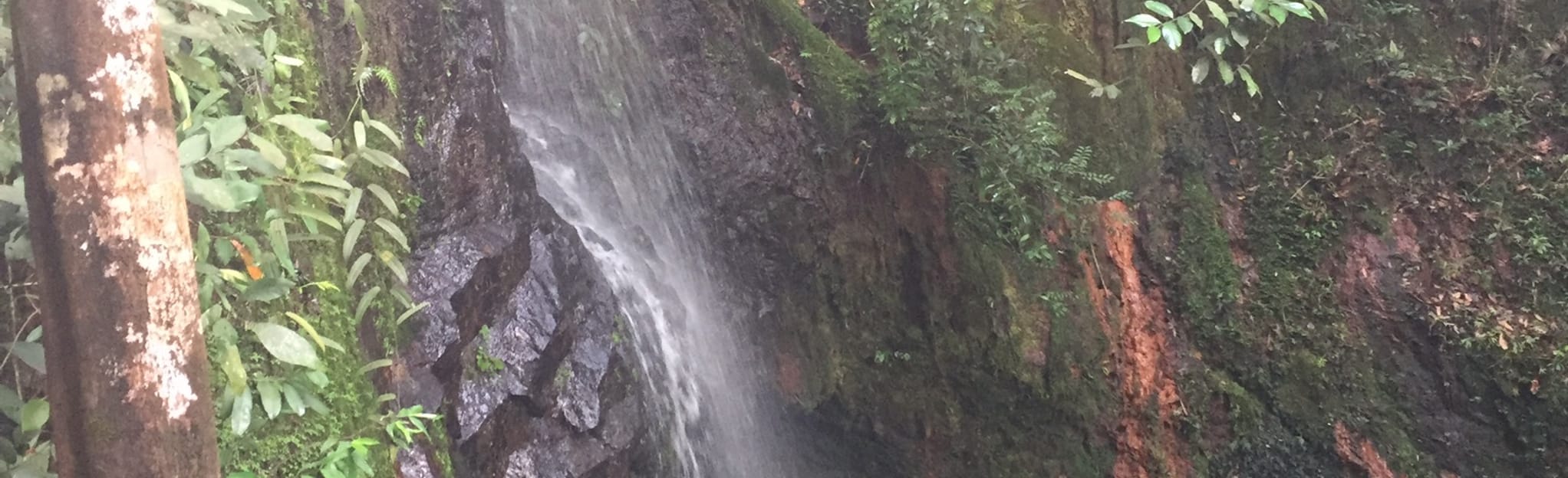 Mount Jerai Botanical Trail, Kedah, Malaysia - 3 Reviews, Map | AllTrails