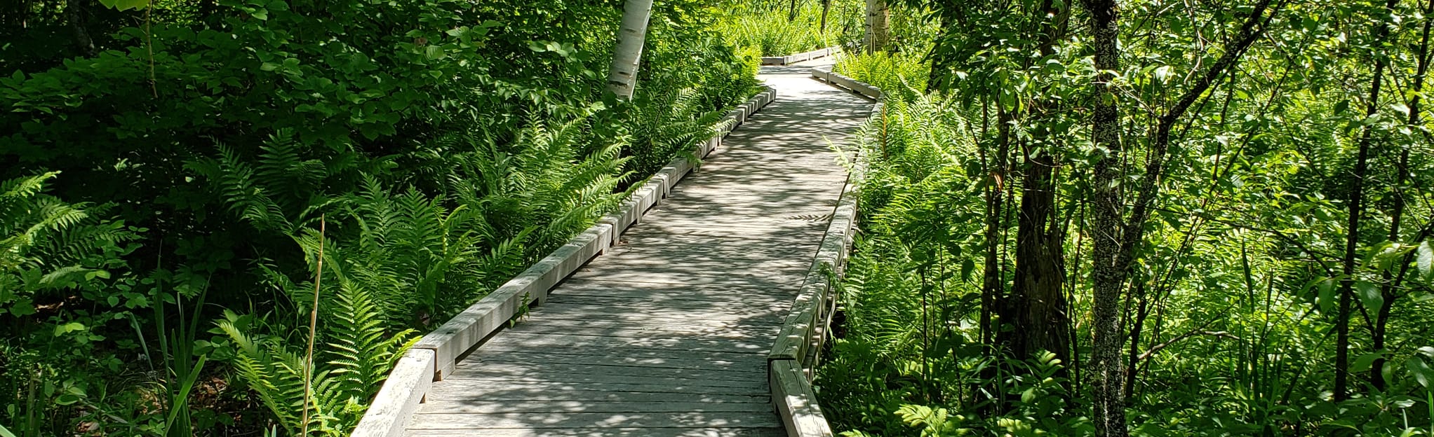 Eshqua Bog Natural Area, Vermont - 47 Reviews, Map | AllTrails