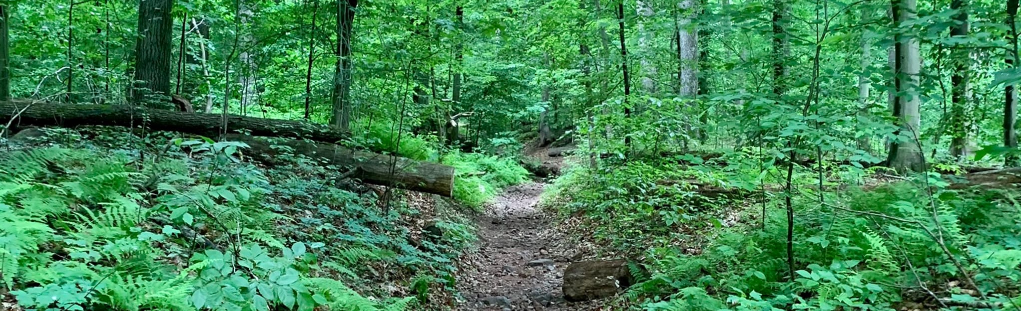 Hopewell Fire Tower Loop via Horseshoe and Ridge Trail: 93 Reviews, Map ...