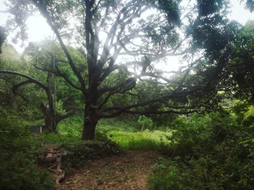 2023 Best Forest Trails in Bangana | AllTrails