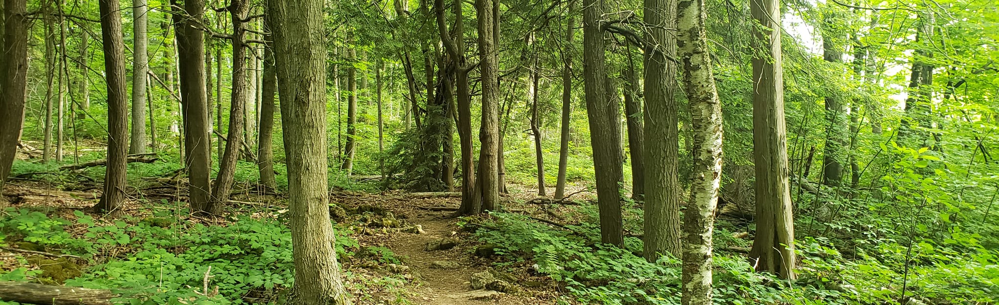 Bruce Trail: Toronto Section: 262 Reviews, Map - Ontario, Canada ...