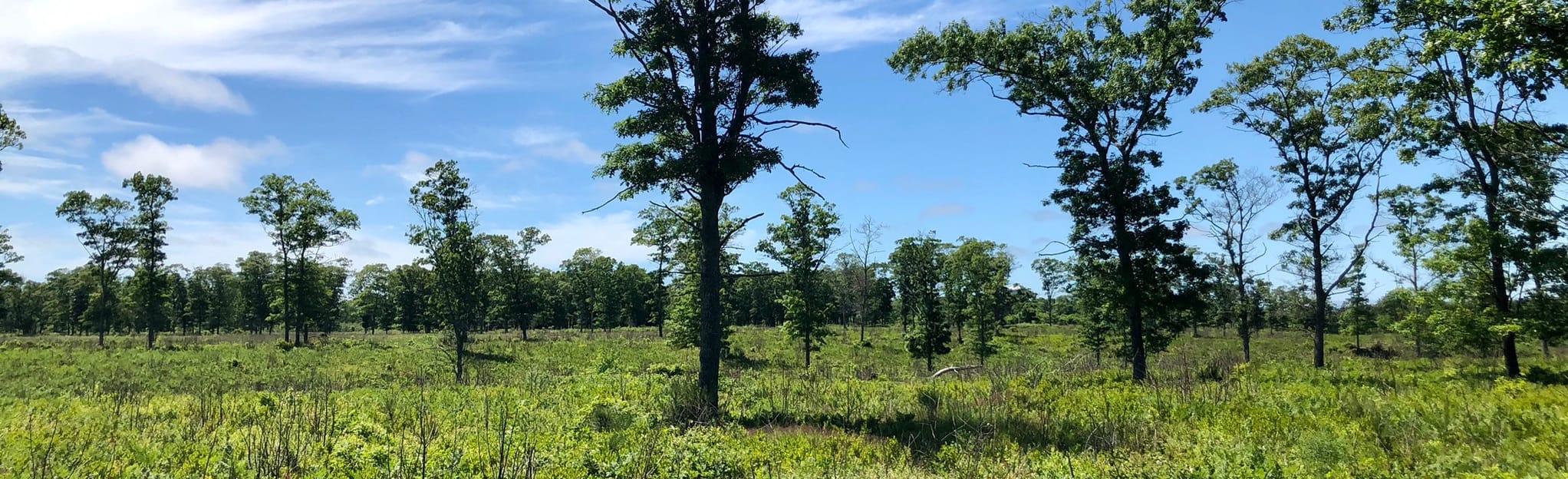 Crane South Bug Loop: 56 Reviews, Map - Massachusetts | AllTrails