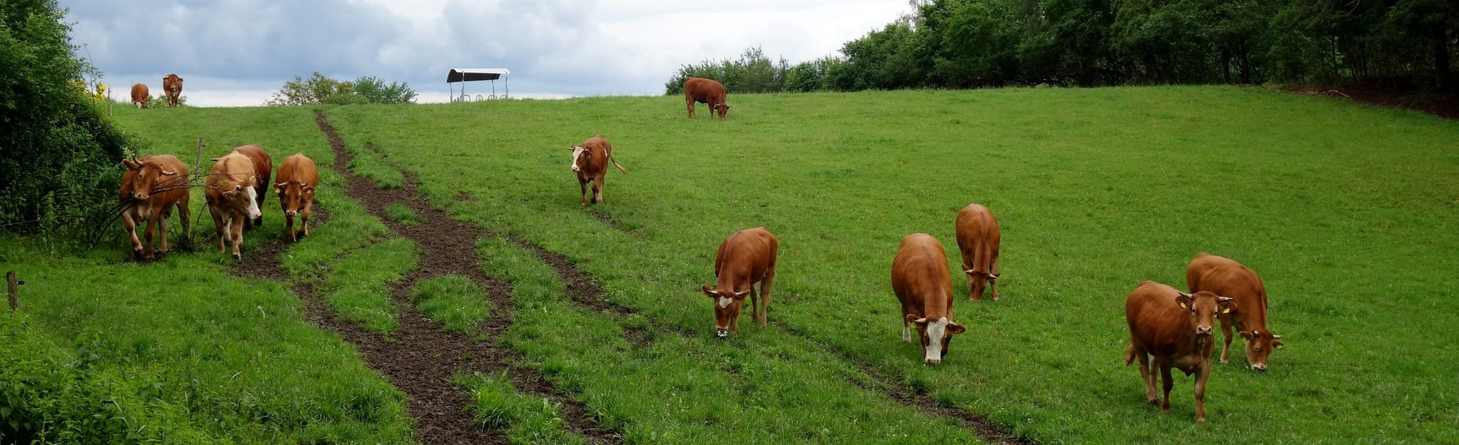 Rundwanderweg Nr. 1: Hirschbach: 21 foto's - Bavaria, Duitsland | AllTrails