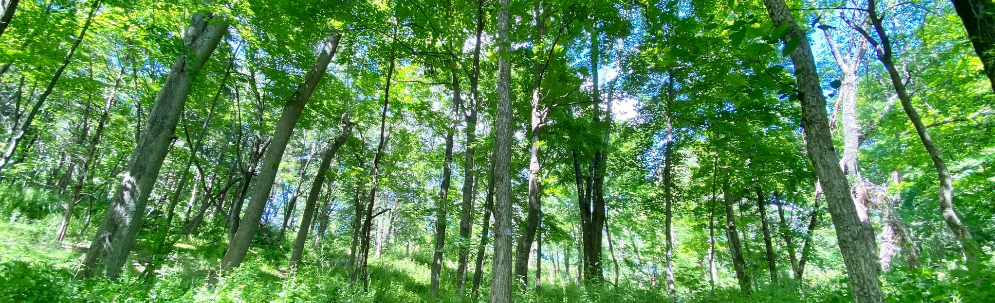 Butler Road Purple and Yellow Trail Loop, New Jersey - 23 Reviews, Map ...