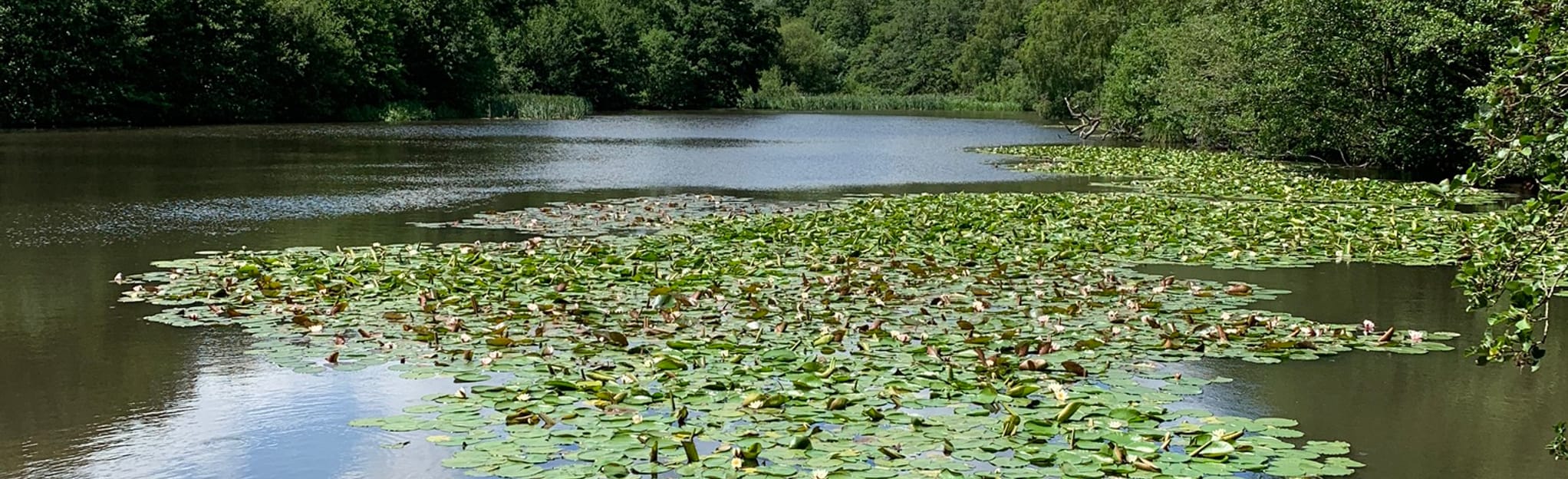 Benyon's Enclosure Circular, 26 Fotos - Berkshire, England | AllTrails
