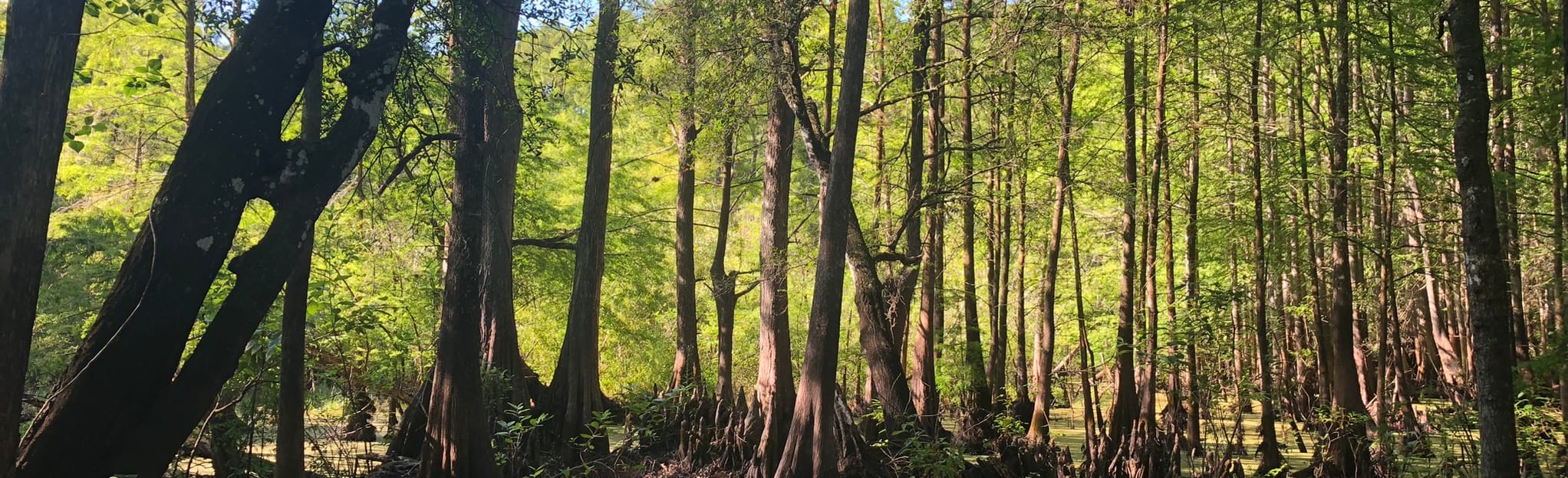 Cypress Lakes Preserve, Florida - 47 Reviews, Map | AllTrails