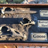 Gold Digger Trail to Two Spot Trail Loop, Arizona - 195 Reviews, Map ...