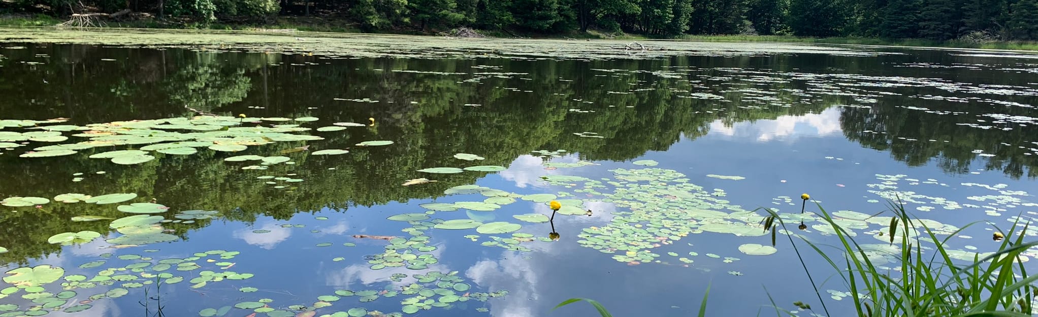 Lacawac Ledges, Big Lake, Maurice Brown Loop: 63 Reviews, Map ...