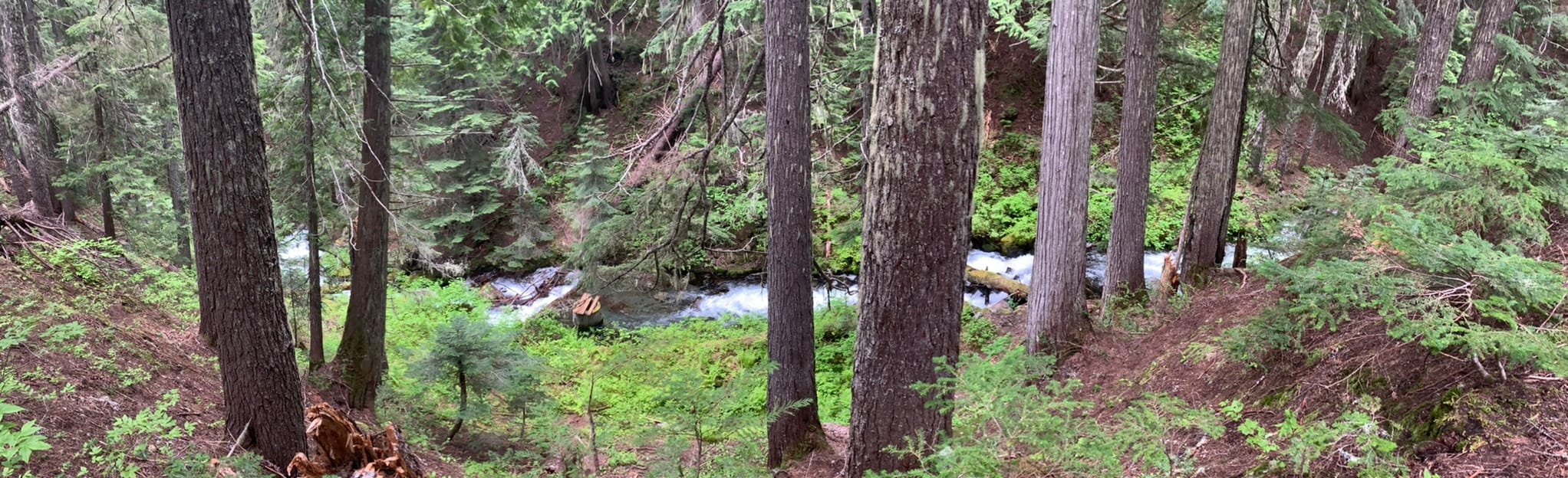 Lanham Lake Trail, Washington - 342 Reviews, Map | AllTrails