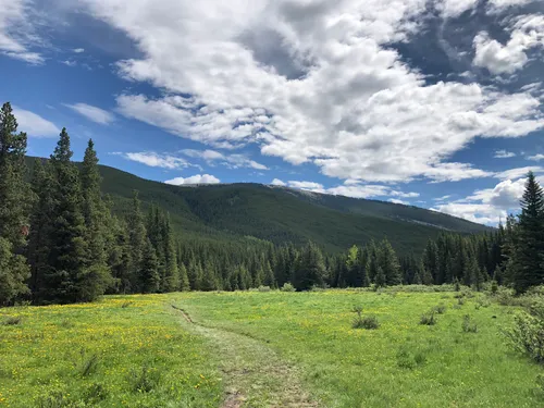 10 Best Forest Trails in Rocky View County | AllTrails