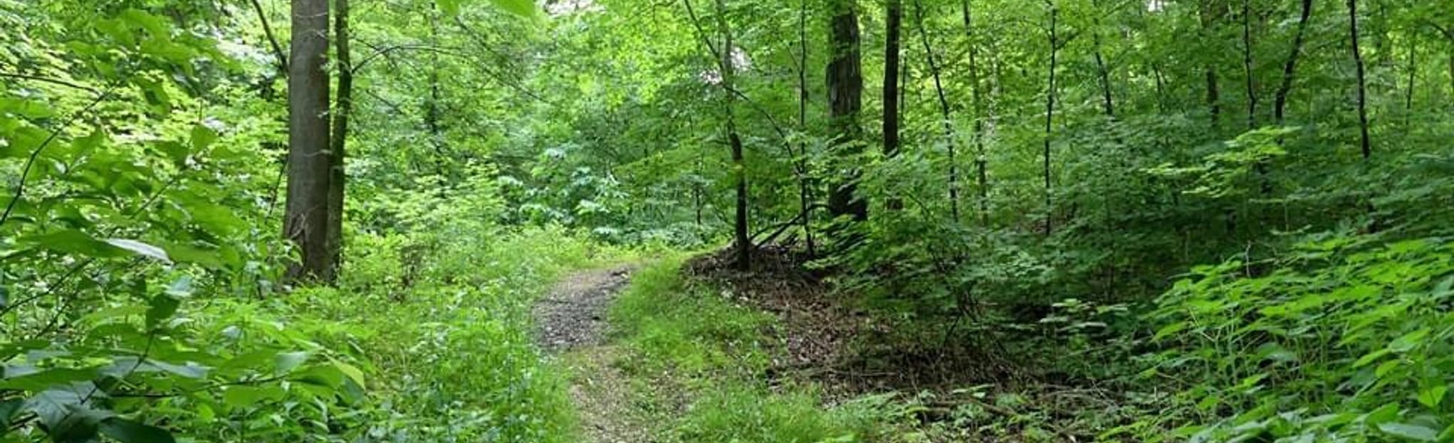 Steyermark Woods Conservation Area Loop: 24 Reviews, Map - Missouri ...