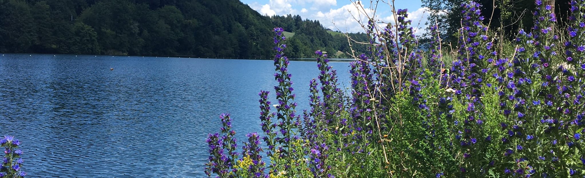 Rotsee - Ebikon, Luzern, Switzerland - 70 Reviews, Map | AllTrails