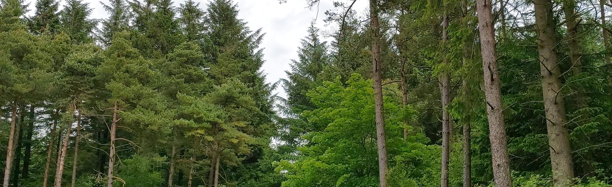 Low Dalby and North Riding Forest Park Circular, North Yorkshire ...