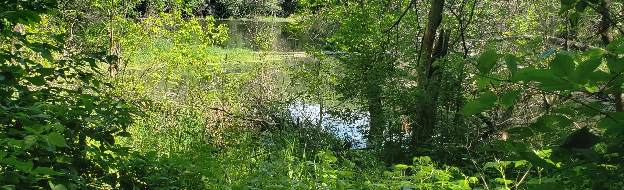 Lebanon Hills Mountain Bike Loop: 424 Reviews, Map - Minnesota | AllTrails