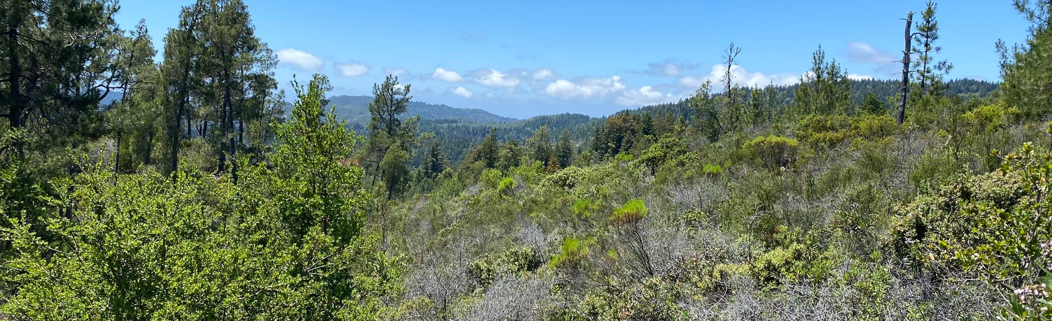 Dool Trail, Hollow Tree, and Skyline to Sea Trail: 57 Reviews, Map ...