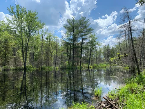 Best Forest Trails in Watatic Mountain Wildlife Sanctuary | AllTrails