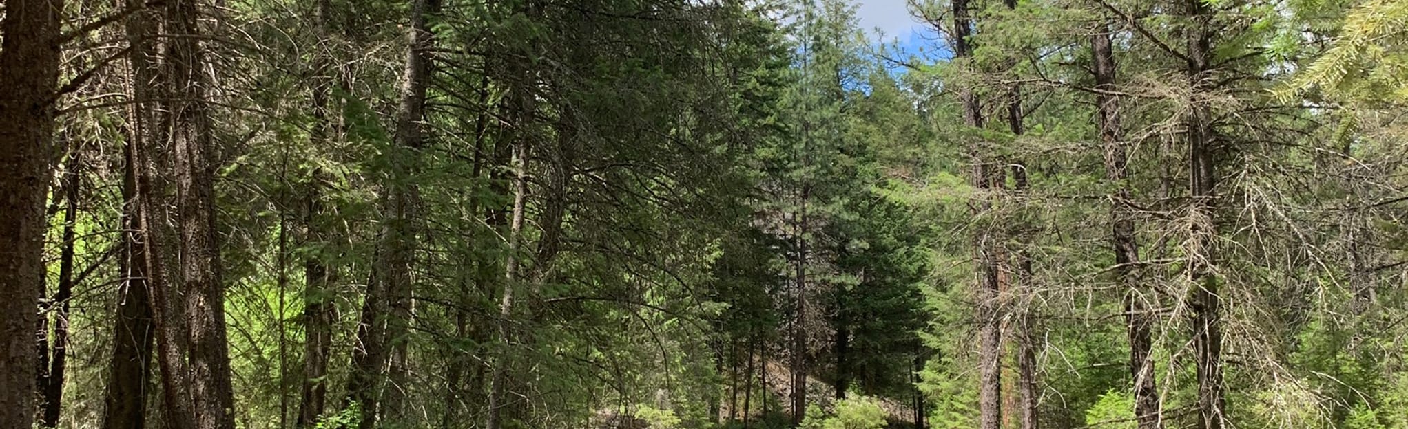 Trail 211 to Centennial Trail: 226 Reviews, Map - Washington | AllTrails