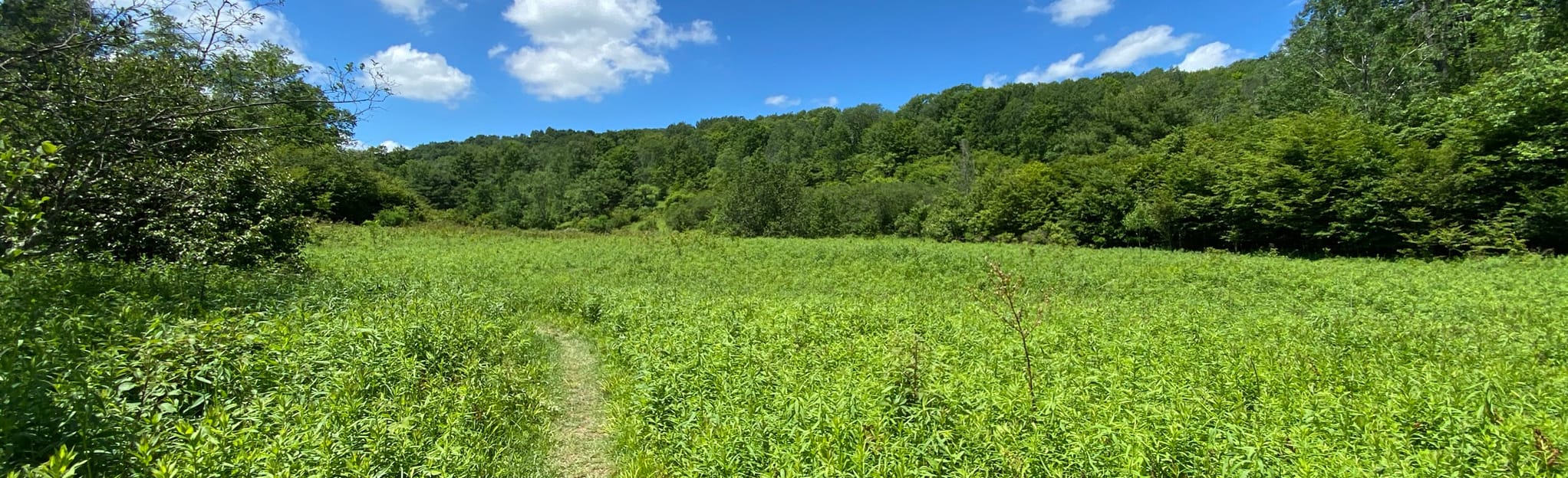 Salt Springs Loop Trail, Pennsylvania - 130 Reviews, Map | AllTrails