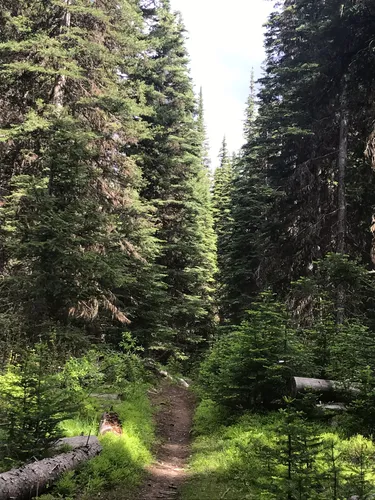 2023 Best Forest Trails in Conconully | AllTrails