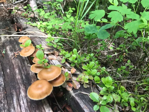 2023 Best Forest Trails in Conconully | AllTrails