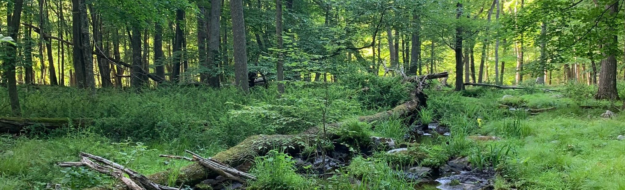 Lost Camp Trail, Pennsylvania - 13 Reviews, Map | AllTrails