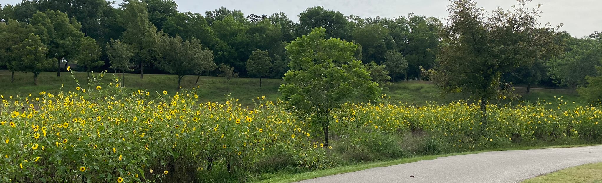 Quail Trail via Mockingbird Trail, Texas - 854 Reviews, Map | AllTrails