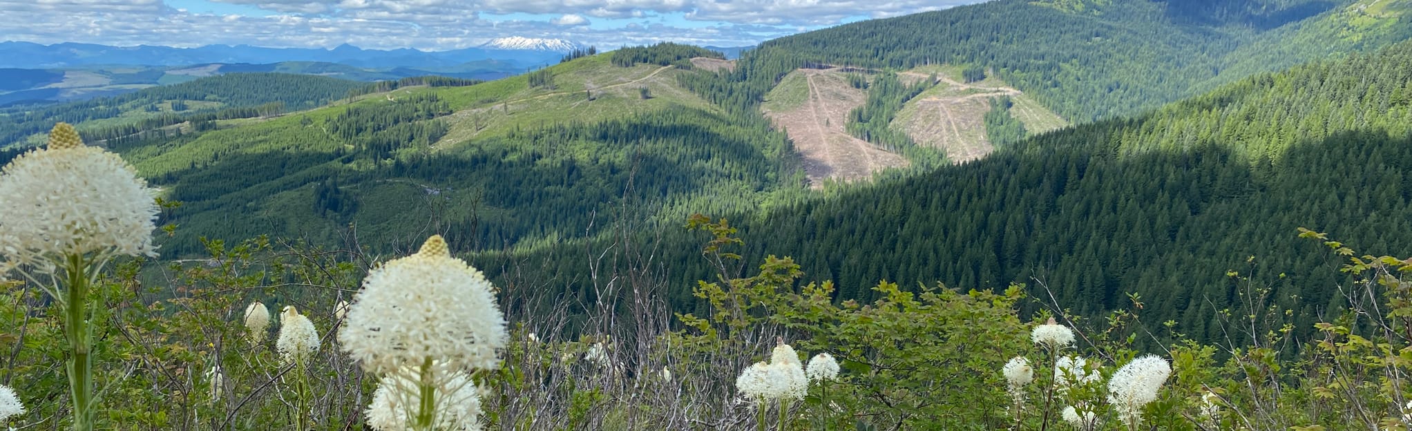 Larch Mountain via Tarbell Trail, Washington - 255 Reviews, Map | AllTrails