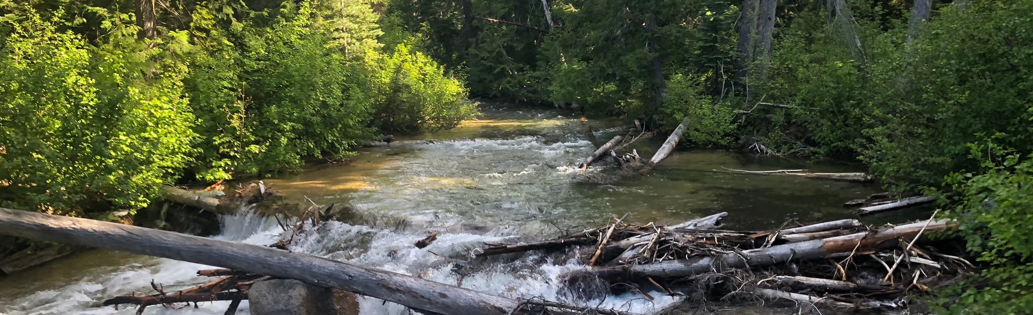 Lone Fir Trail Loop, Washington - 12 Reviews, Map | AllTrails