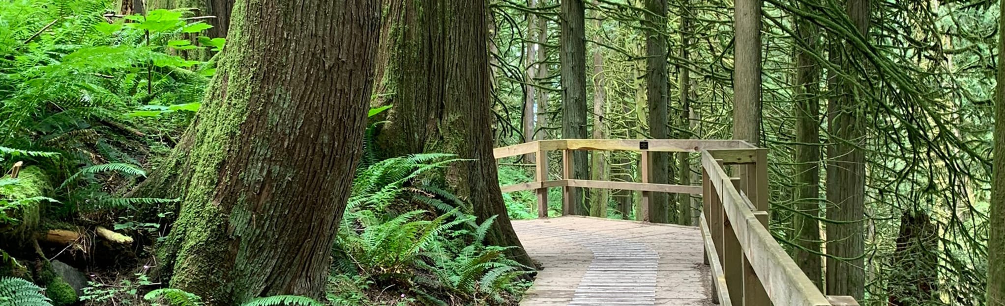 Chilliwack Community Forest Canyon Loop, British Columbia, Canada - 366 ...