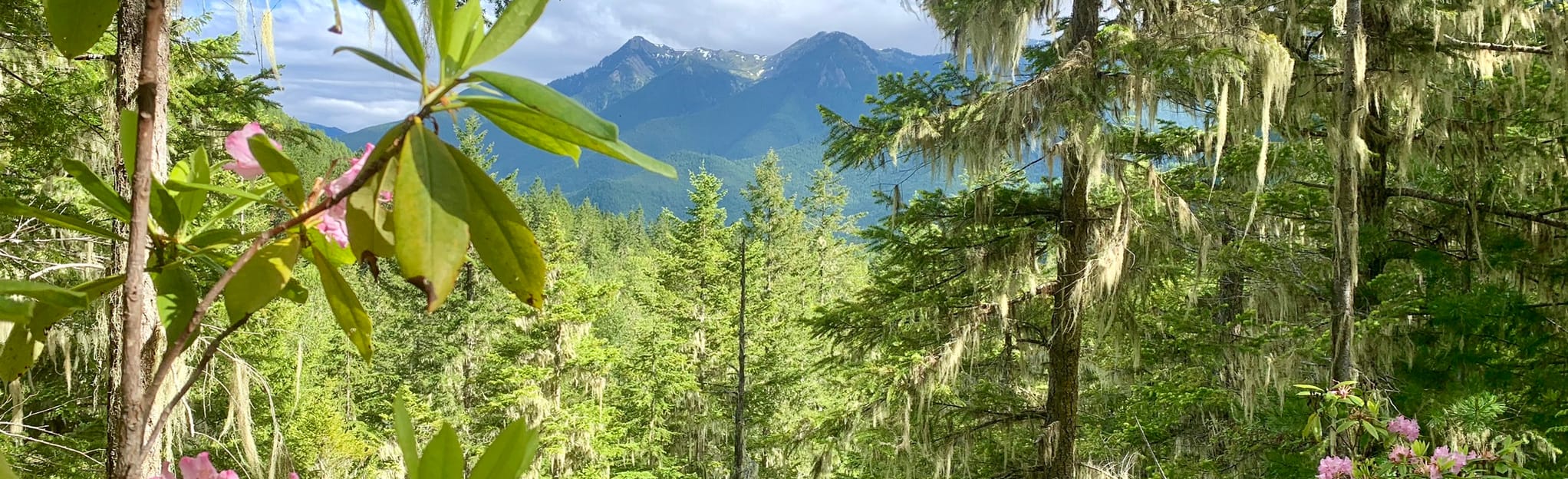 Deer Ridge Trail, Washington - 278 Reviews, Map | AllTrails