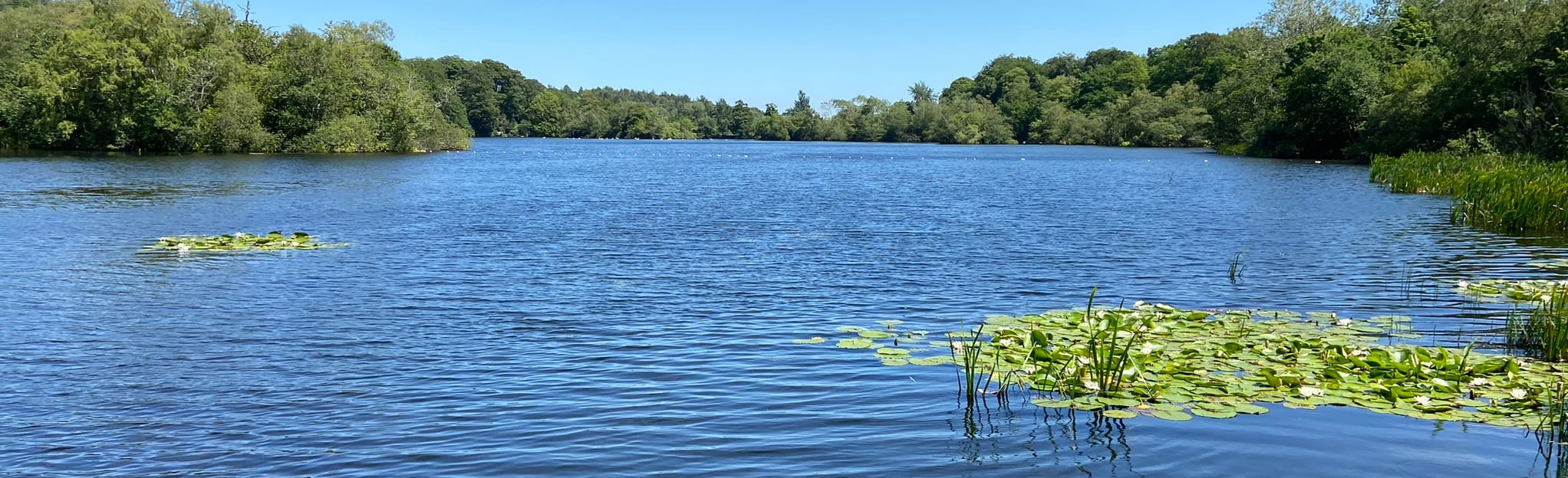 Bolam Lake and West Wood Circular, Northumberland, England - 39 Reviews ...