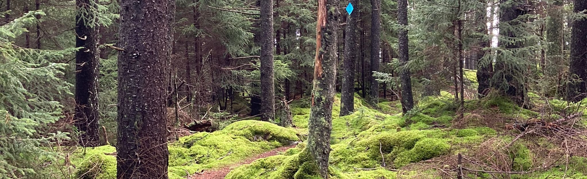 Red Spruce Knob | Map, Guide - West Virginia | AllTrails