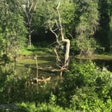 Lake Wilcox Park Loop, Ontario, Canada - 262 Reviews, Map | AllTrails