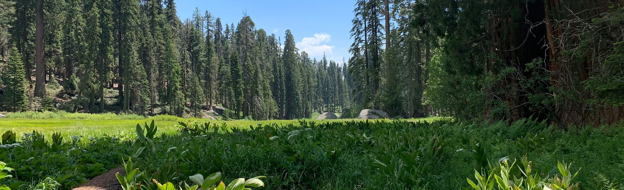 Sherman Tree, Congress, Trail of the Sequoias, and Tharp's Log Loop ...
